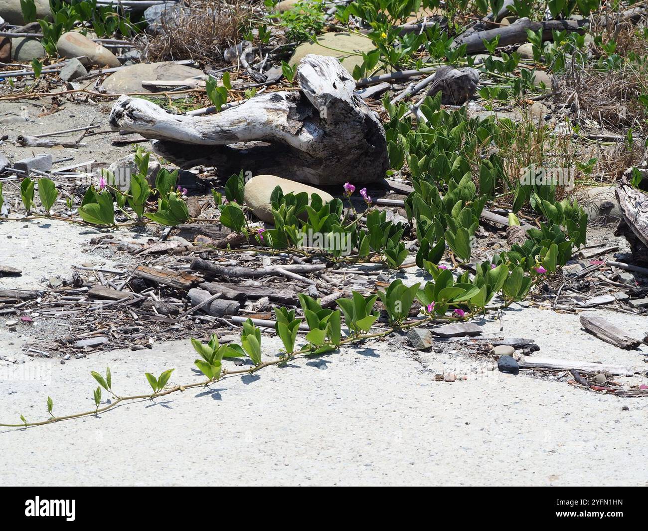 Beach Bean (Canavalia rosea Stock Photo - Alamy