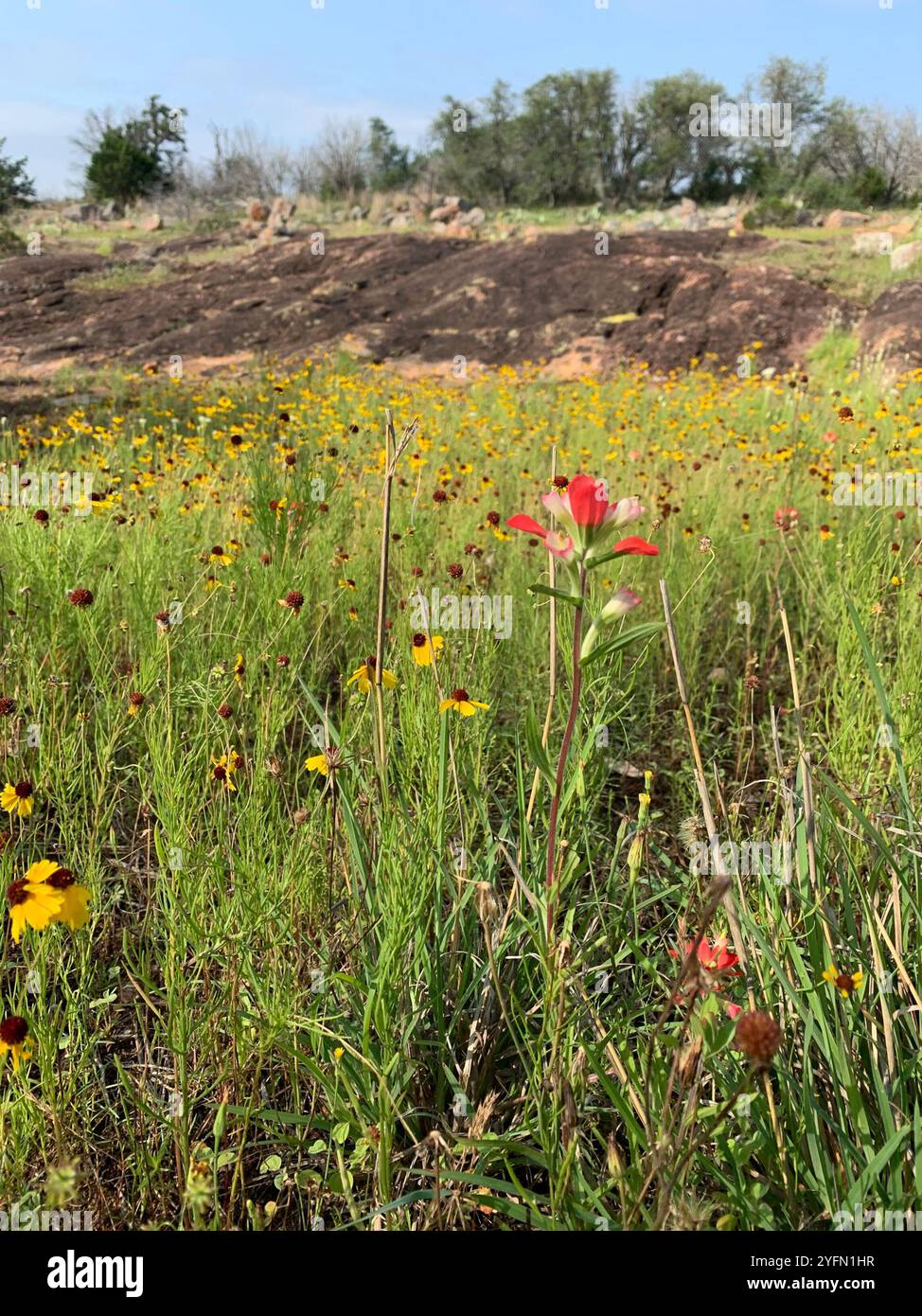 Texas Paintbrush (Castilleja indivisa Stock Photo - Alamy