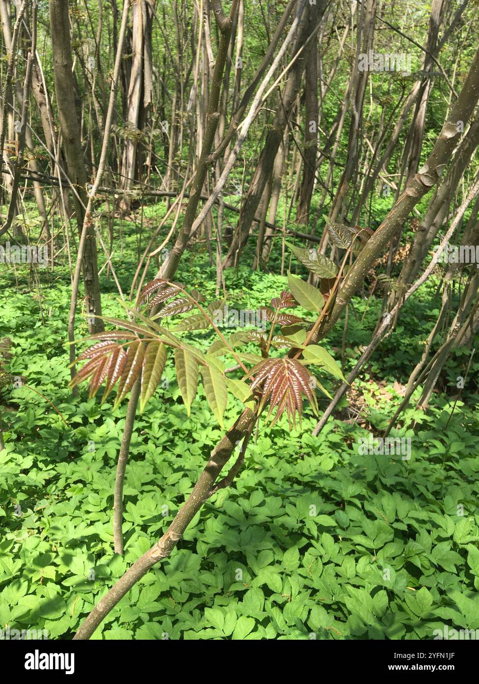 Tun tree (Toona sinensis Stock Photo - Alamy