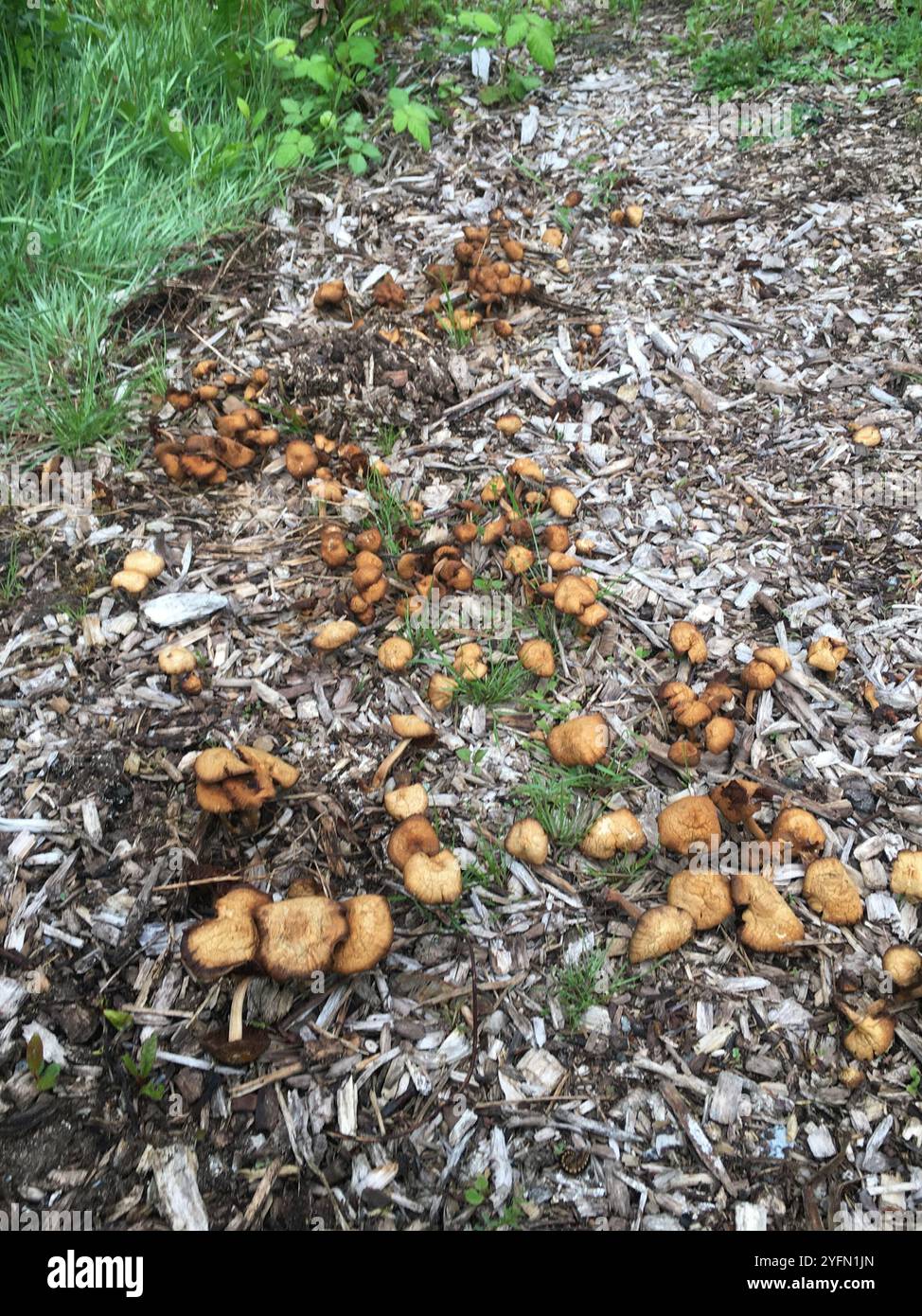 Common Fieldcap (Agrocybe pediades Stock Photo - Alamy