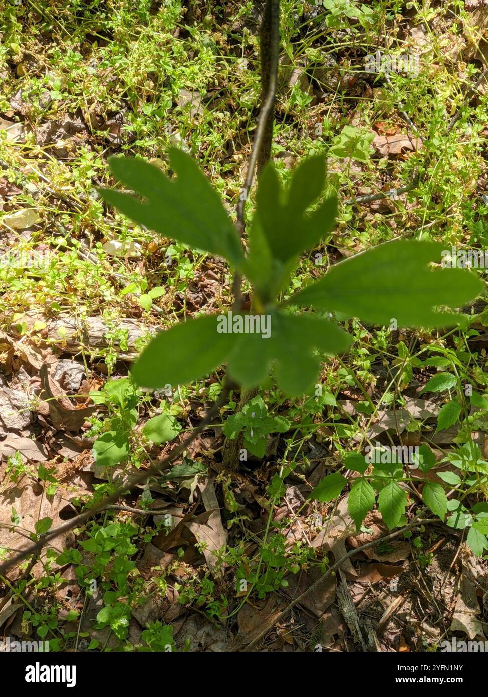 sassafras (Sassafras albidum Stock Photo - Alamy