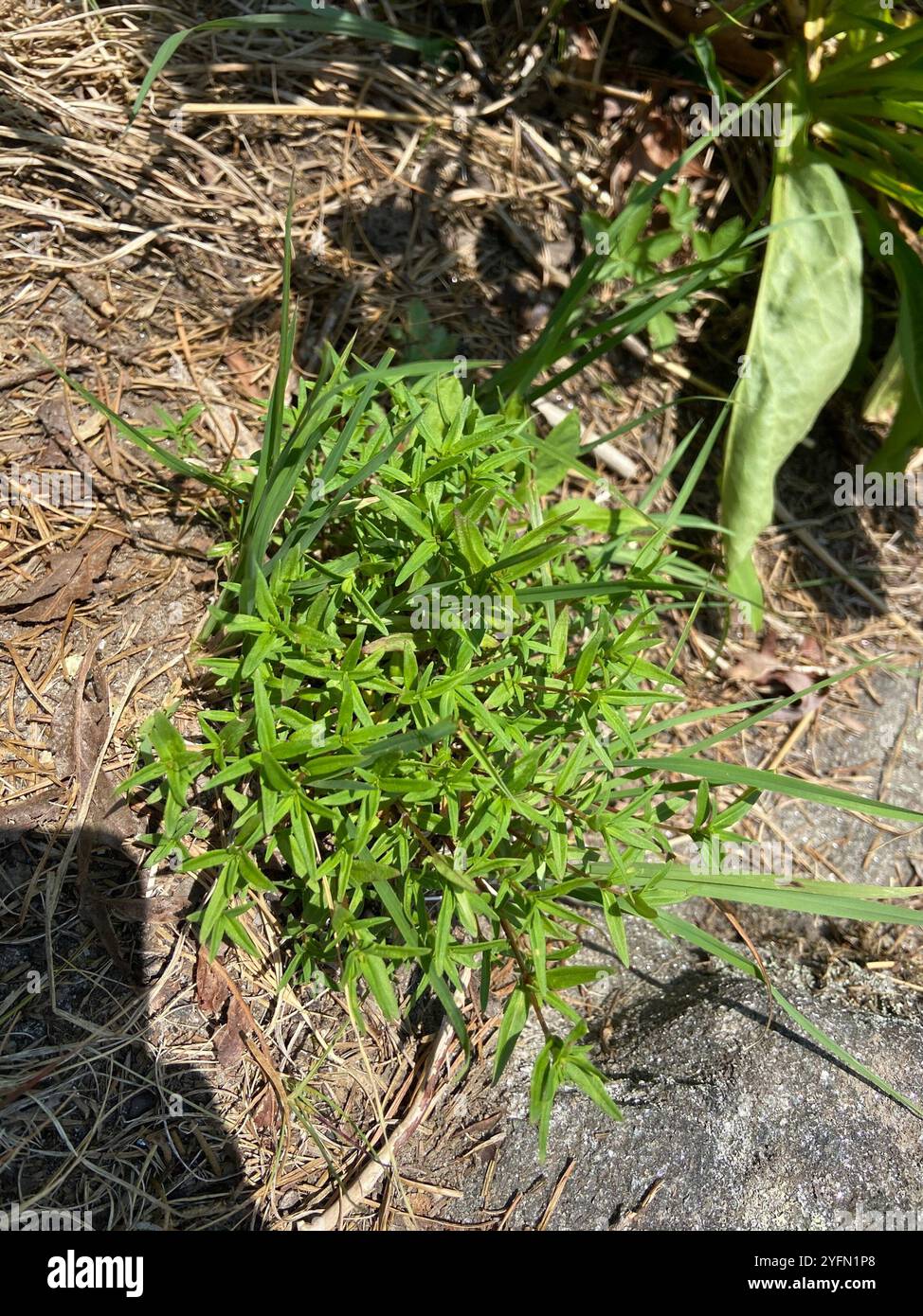 Long leaved houstonia hi-res stock photography and images - Alamy