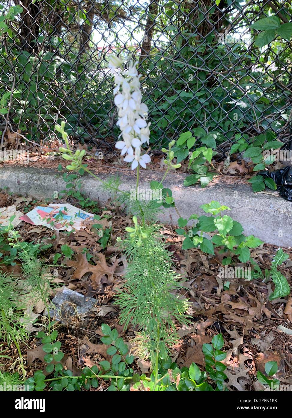 doubtful knight's-spur (Delphinium ajacis Stock Photo - Alamy