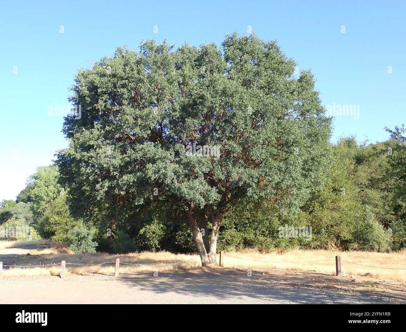 blue oak (Quercus douglasii Stock Photo - Alamy