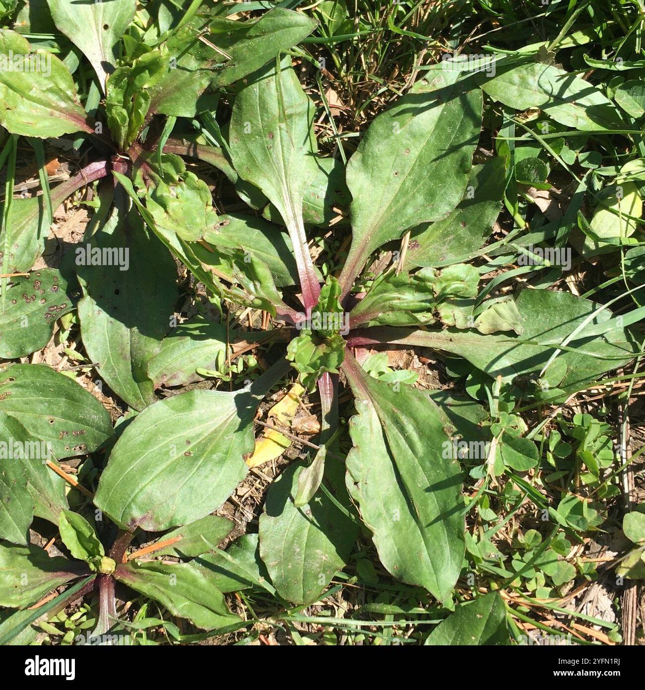 American plantain (Plantago rugelii Stock Photo - Alamy