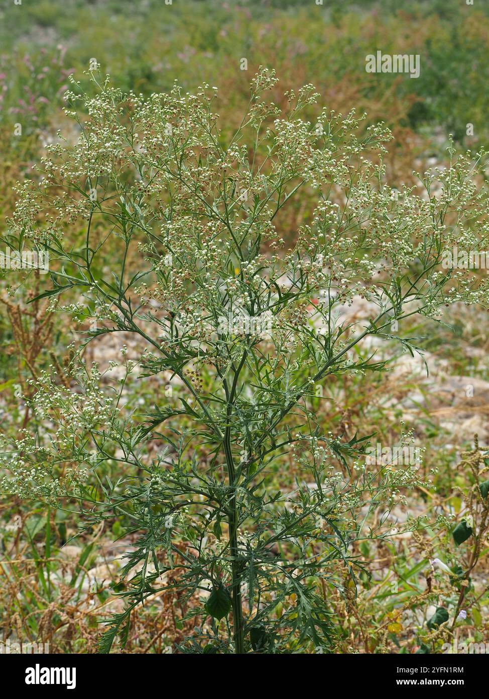 Santa Maria feverfew (Parthenium hysterophorus Stock Photo - Alamy