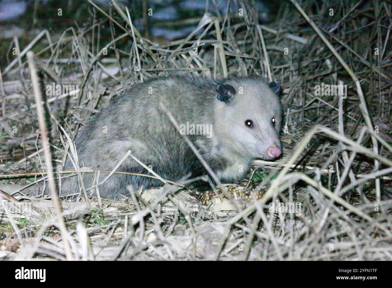Virginia Opossum (Didelphis virginiana Stock Photo - Alamy