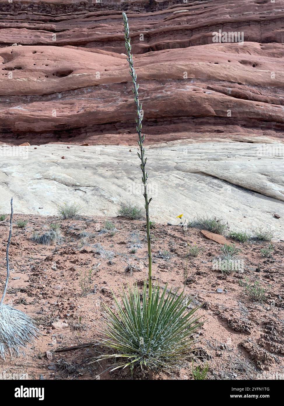 Narrowleaf yucca yucca angustissima hi-res stock photography and images ...