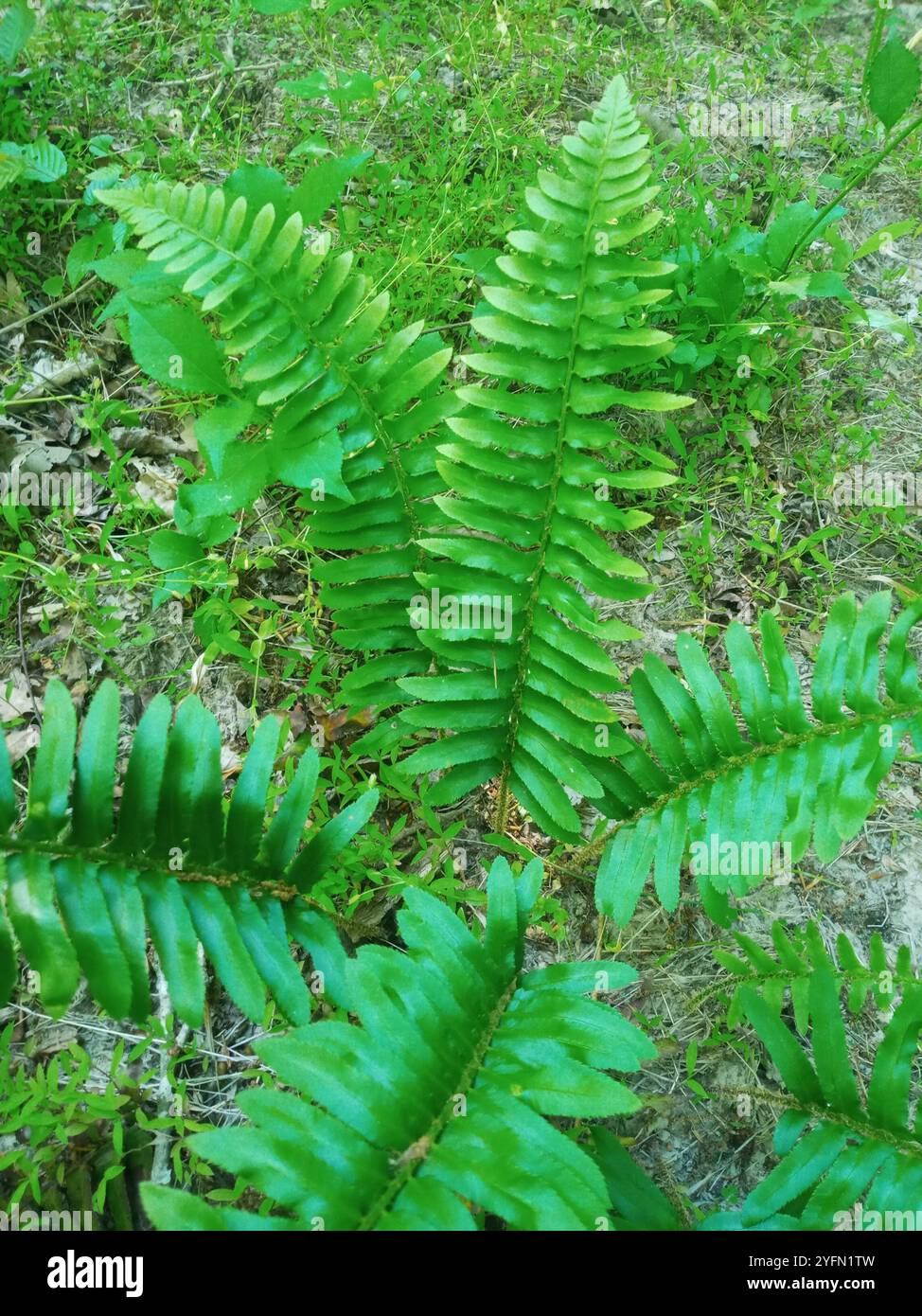 Christmas fern (Polystichum acrostichoides Stock Photo - Alamy