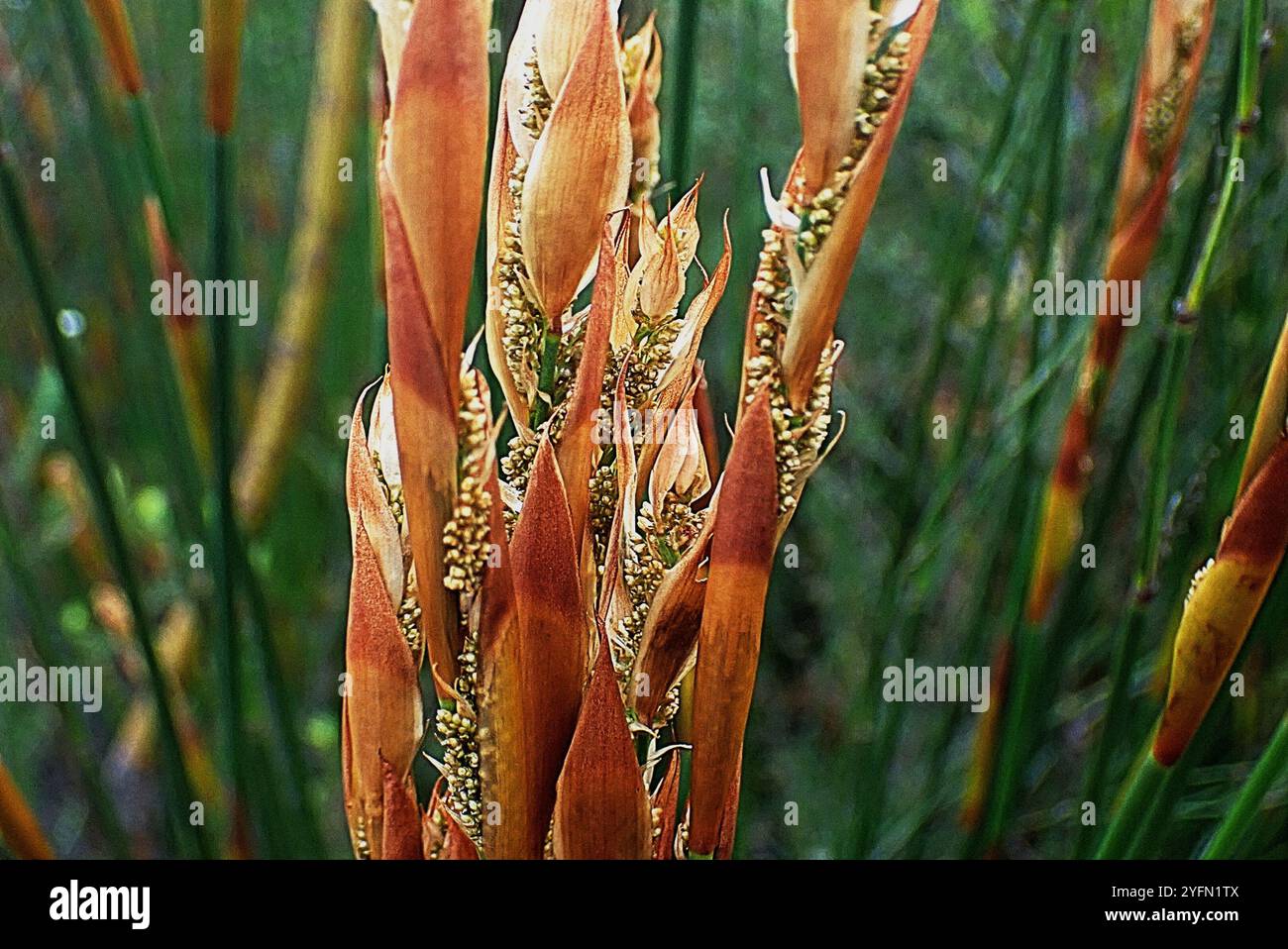 Horse Goldreed (Elegia equisetacea Stock Photo - Alamy