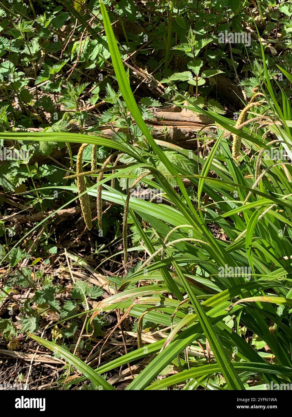 Hanging sedge (Carex pendula Stock Photo - Alamy