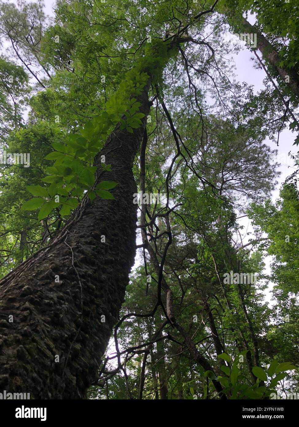 Hercules' club (Zanthoxylum clava-herculis Stock Photo - Alamy