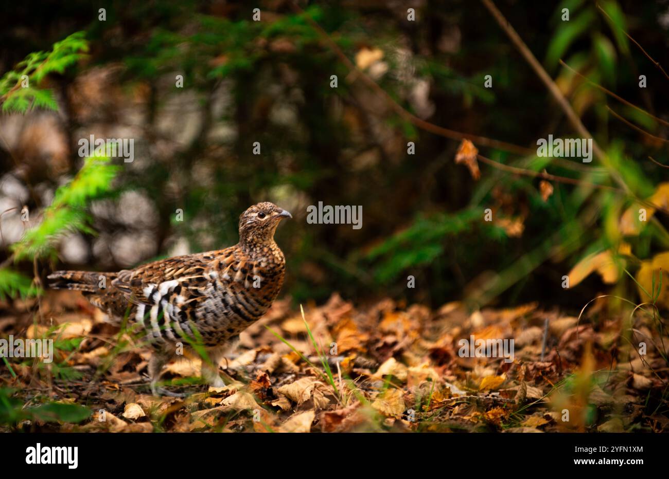 Pájaro faisán hi-res stock photography and images - Alamy