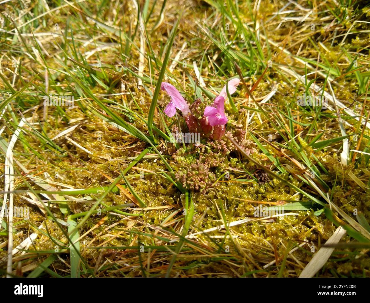 Common Lousewort (Pedicularis sylvatica Stock Photo - Alamy
