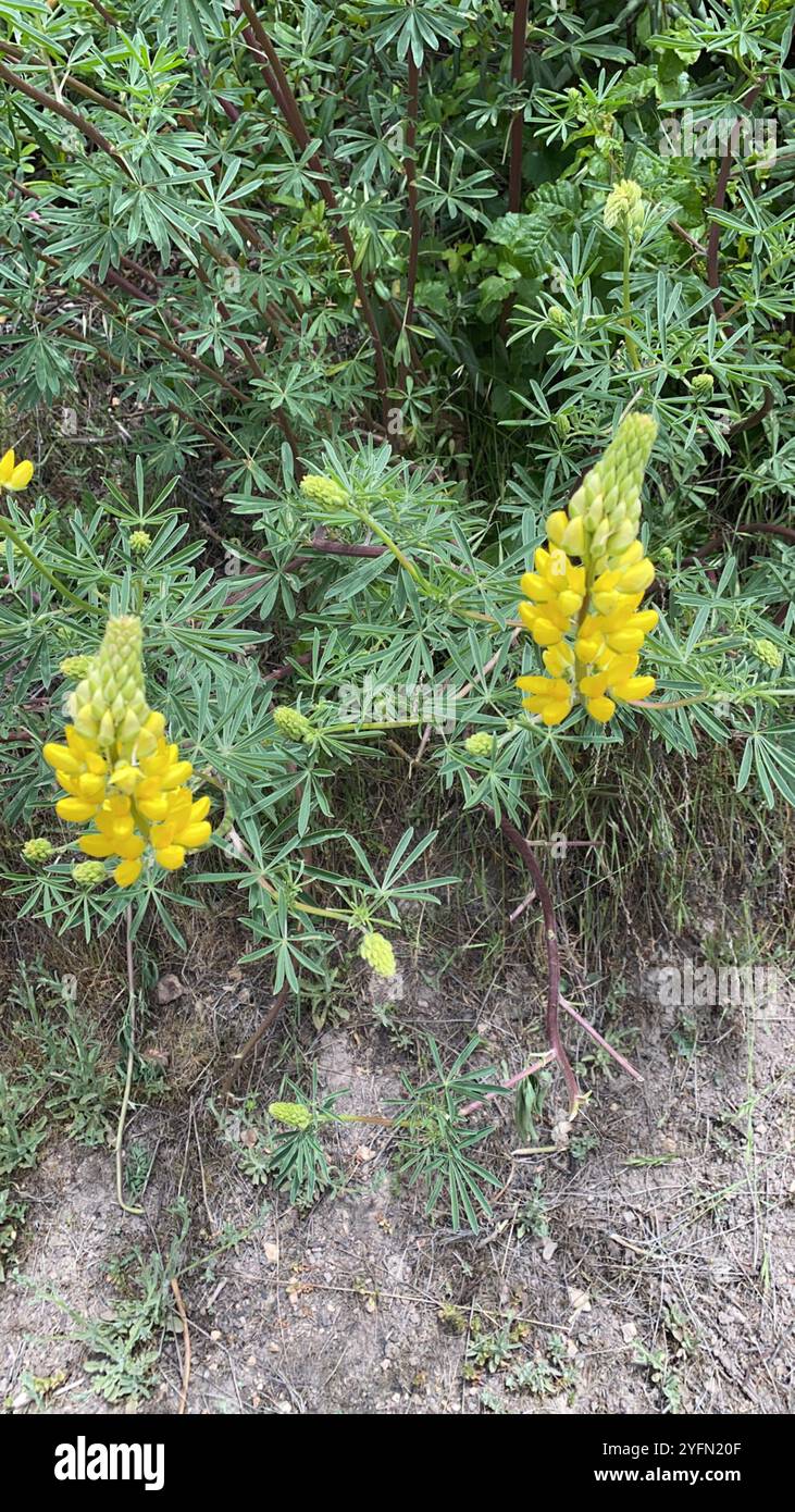 coastal bush lupine (Lupinus arboreus Stock Photo - Alamy