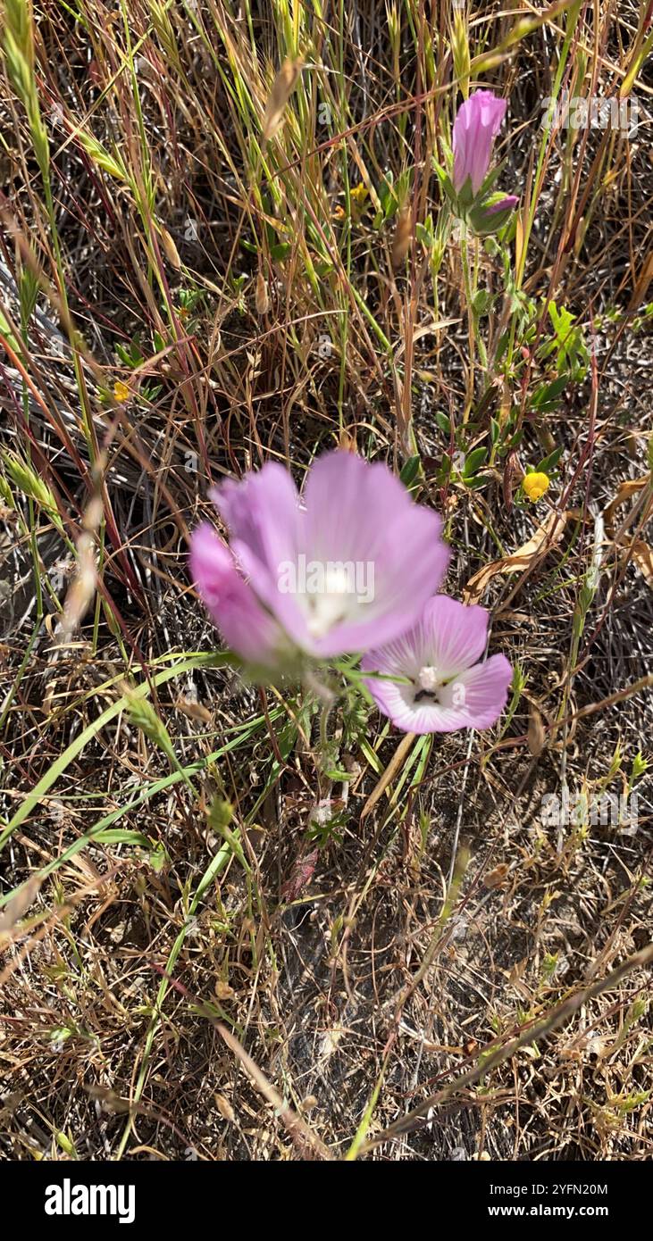 fringed checkerbloom (Sidalcea diploscypha Stock Photo - Alamy