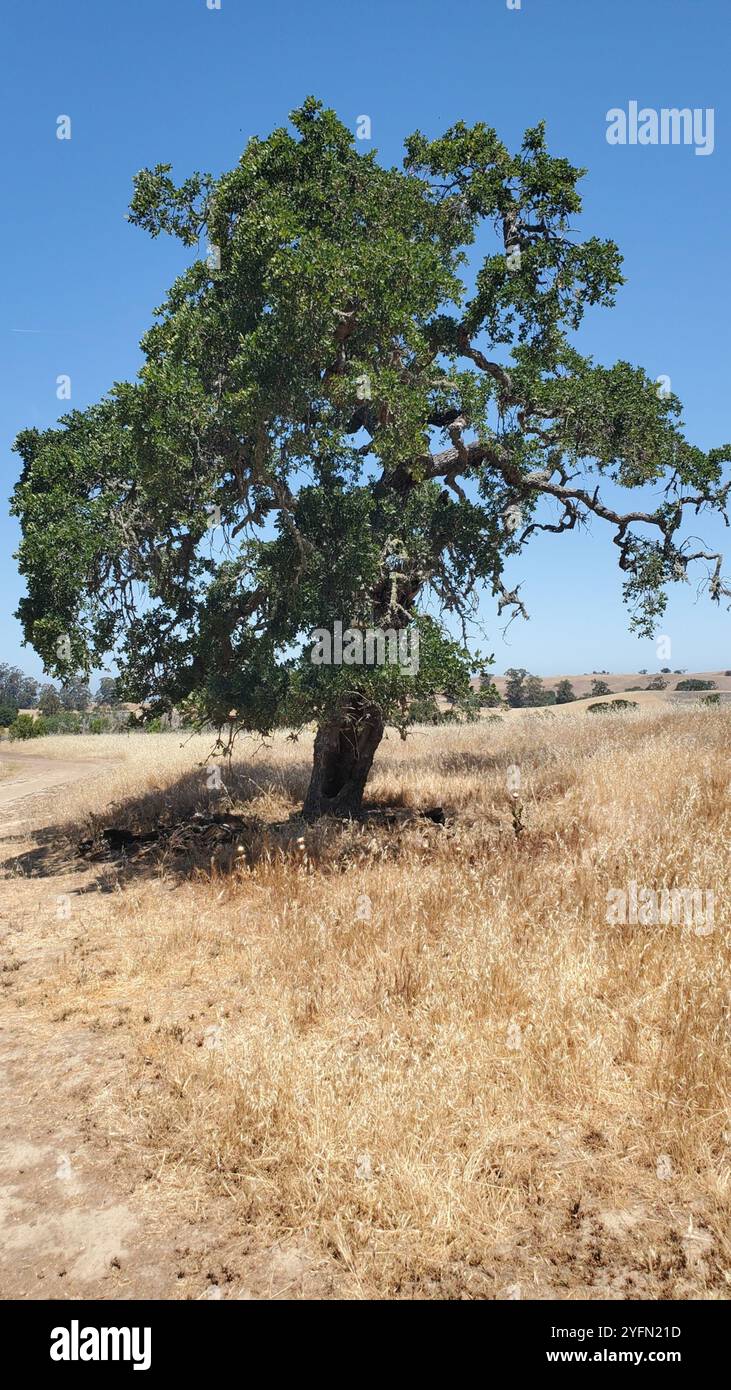 blue oak (Quercus douglasii Stock Photo - Alamy