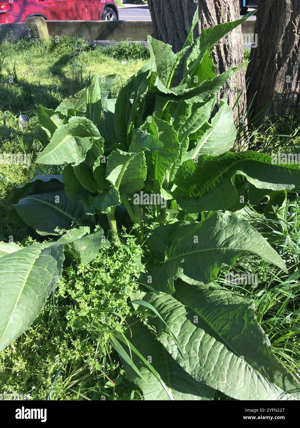 Greek Dock (Rumex cristatus Stock Photo - Alamy