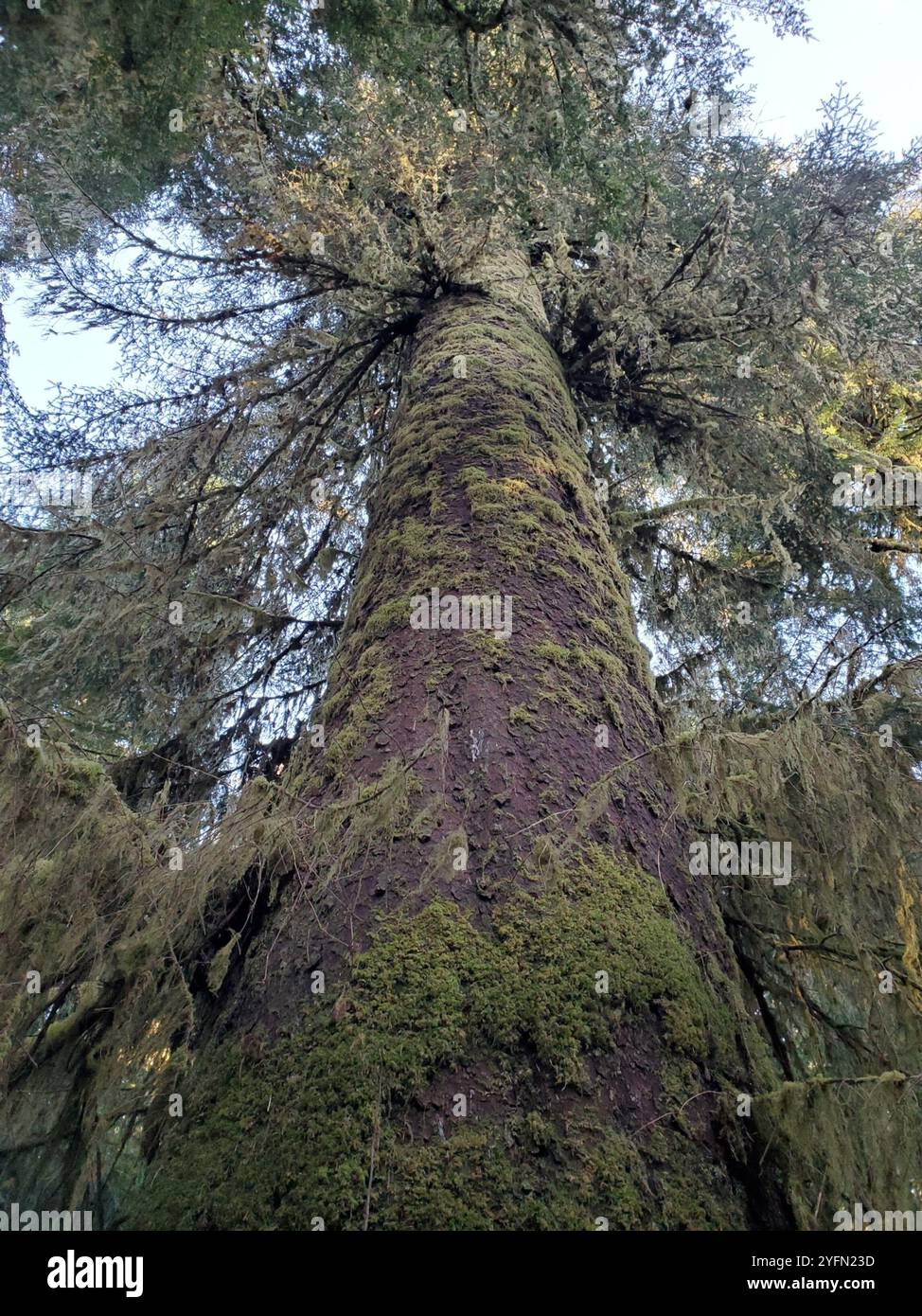 Sitka spruce (Picea sitchensis Stock Photo - Alamy