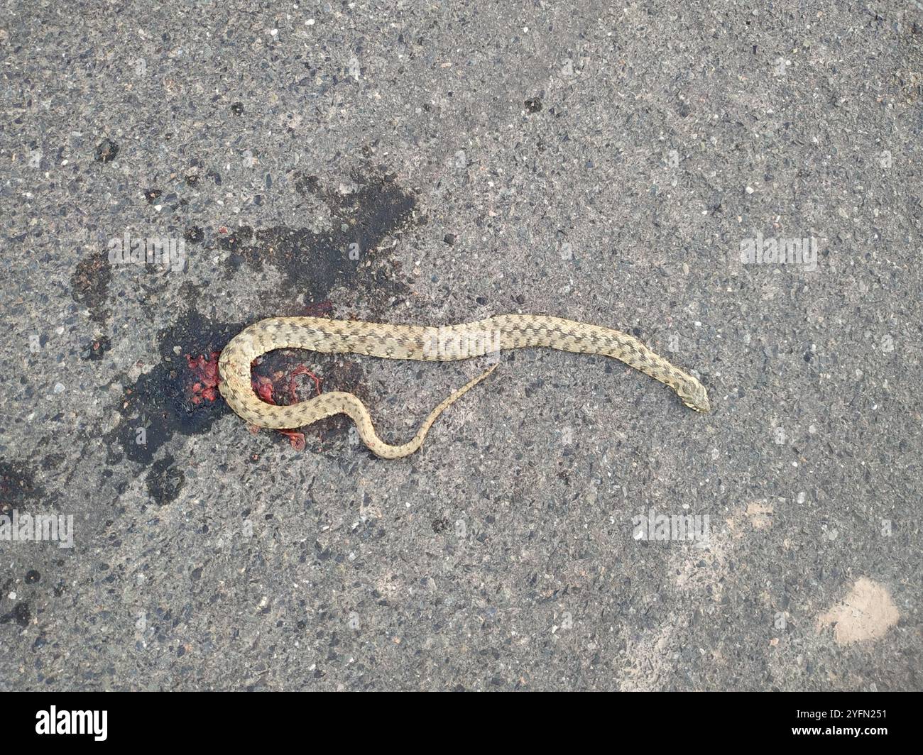 Viperine Snake (Natrix maura Stock Photo - Alamy
