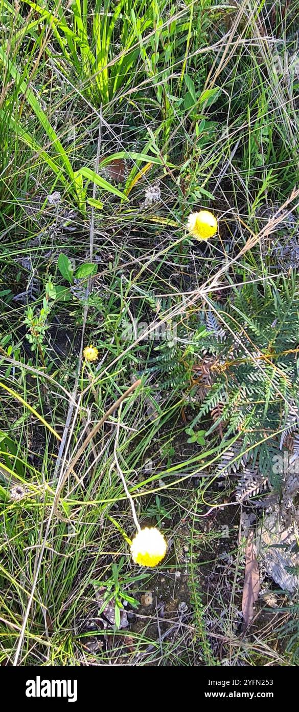 button everlasting (Coronidium scorpioides Stock Photo - Alamy