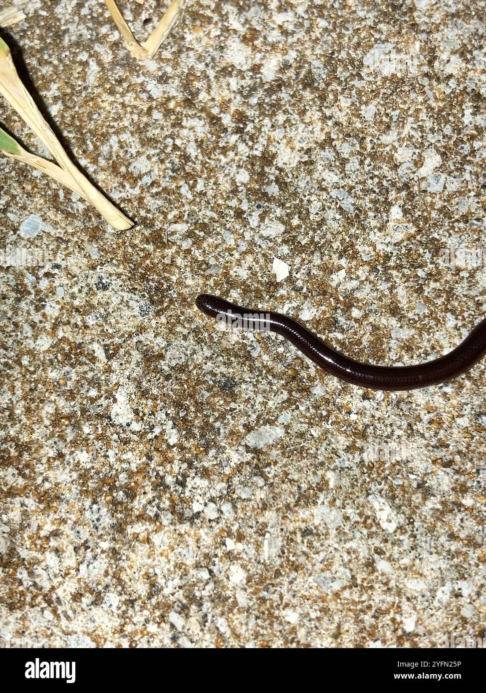 Brahminy Blindsnake (Indotyphlops braminus Stock Photo - Alamy