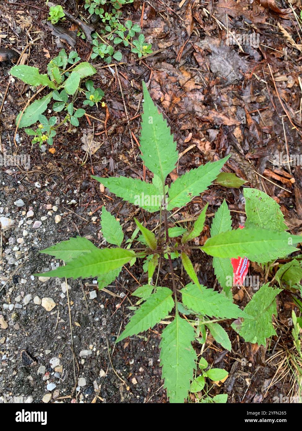 Devil's Beggarticks (Bidens frondosa Stock Photo - Alamy