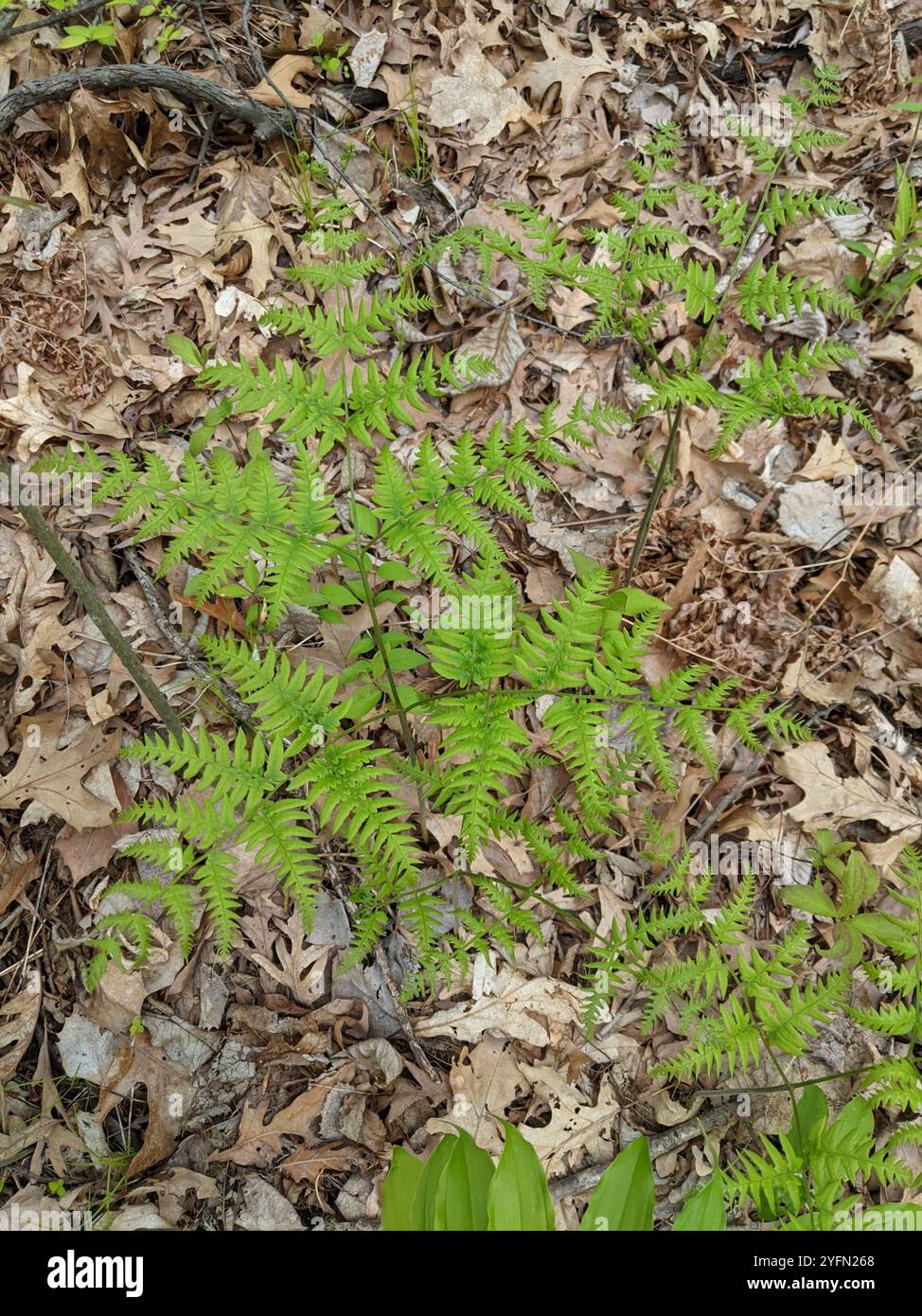 common bracken (Pteridium aquilinum Stock Photo - Alamy