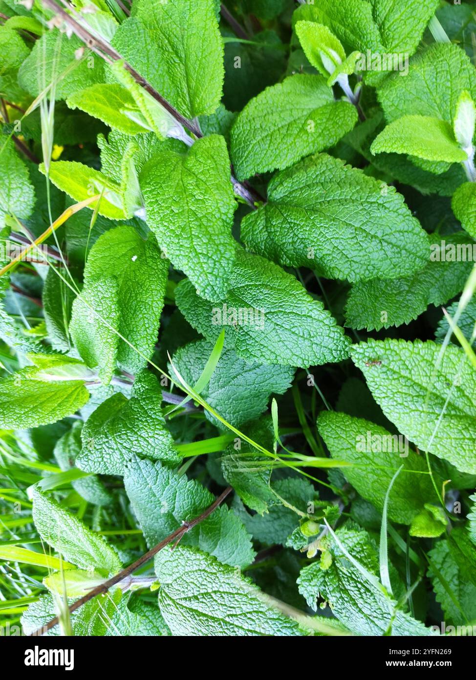 mint family (Lamiaceae Stock Photo - Alamy