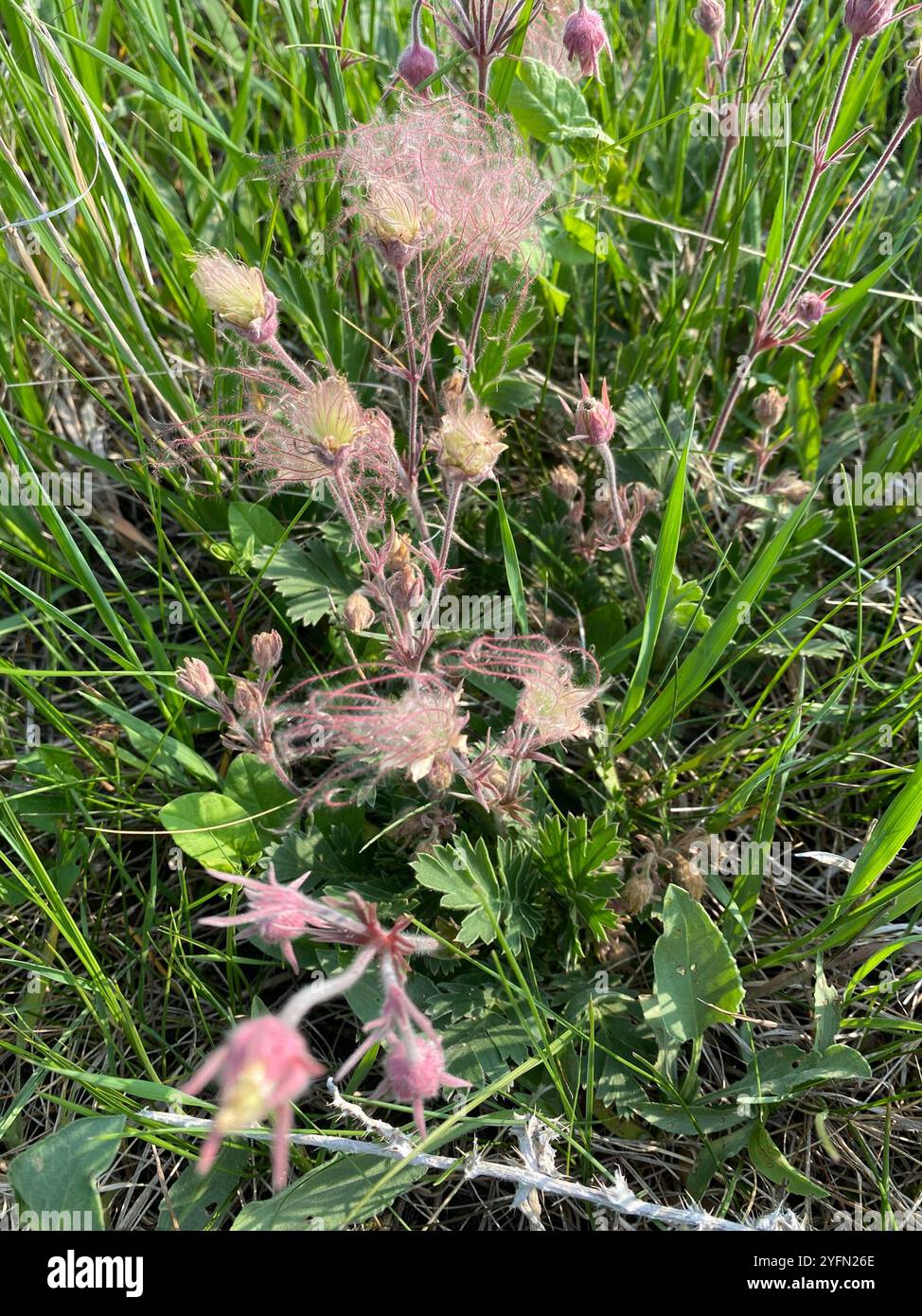 prairie smoke (Geum triflorum Stock Photo - Alamy