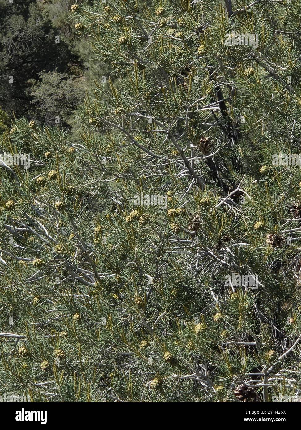 singleleaf pinyon (Pinus monophylla Stock Photo - Alamy