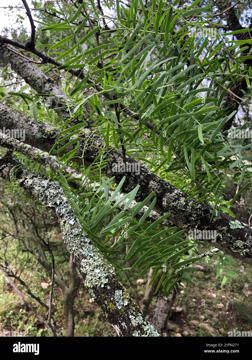 Neltuma glandulosa hi-res stock photography and images - Alamy