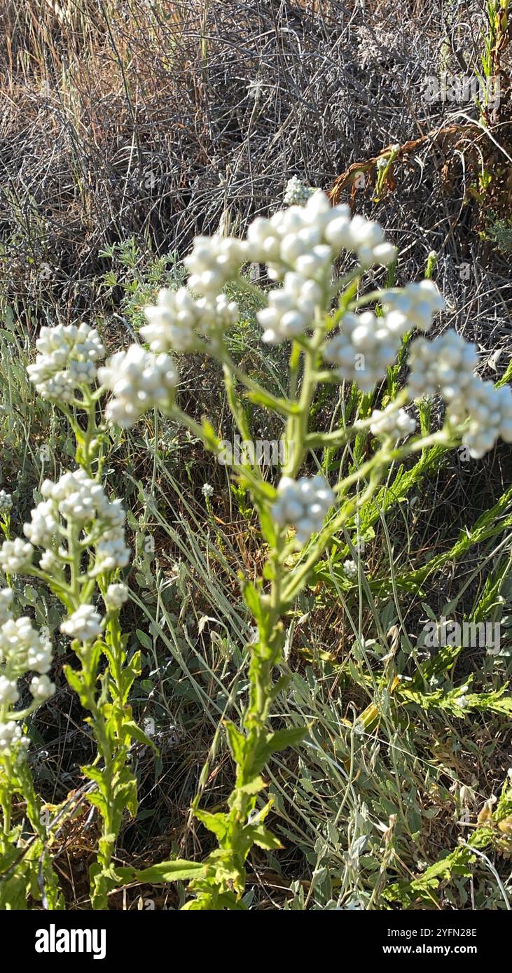 California cudweed (Pseudognaphalium californicum Stock Photo - Alamy