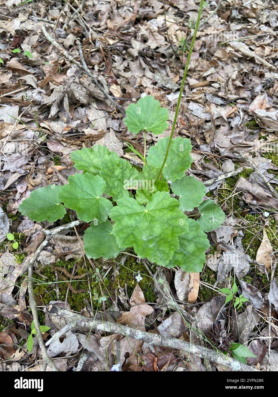 American alumroot heuchera americana hi-res stock photography and ...