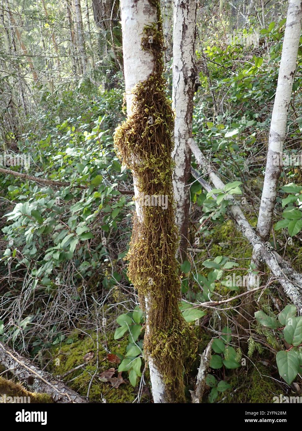 Pendulous Wing-moss (Antitrichia curtipendula Stock Photo - Alamy