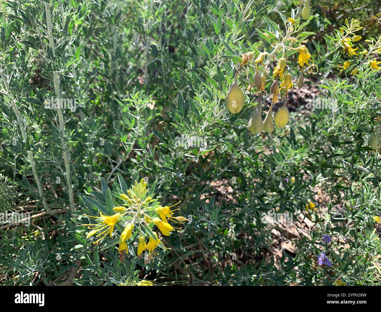 Cleomella arborea hi-res stock photography and images - Alamy