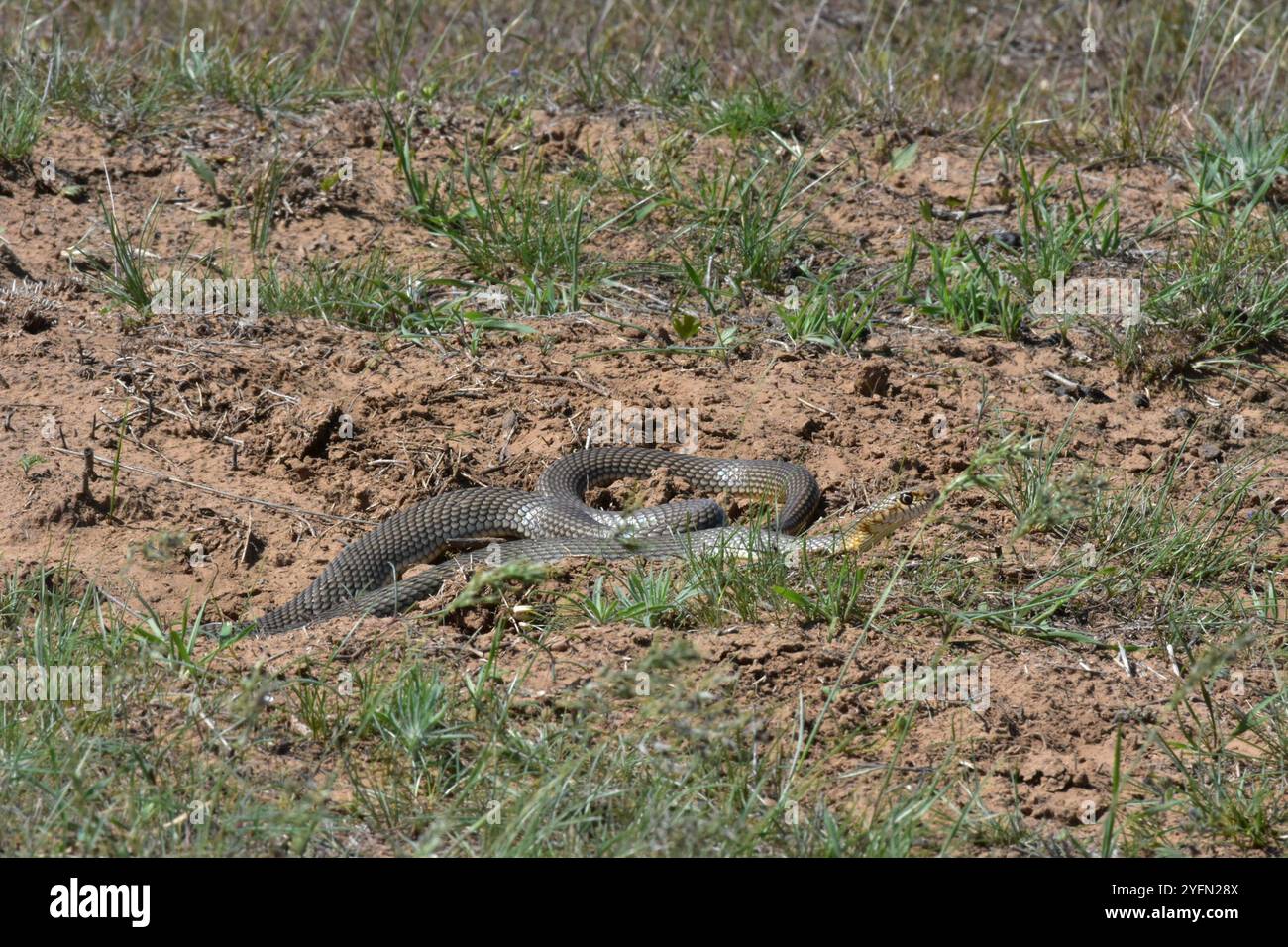 Caspian Whipsnake (Dolichophis caspius Stock Photo - Alamy