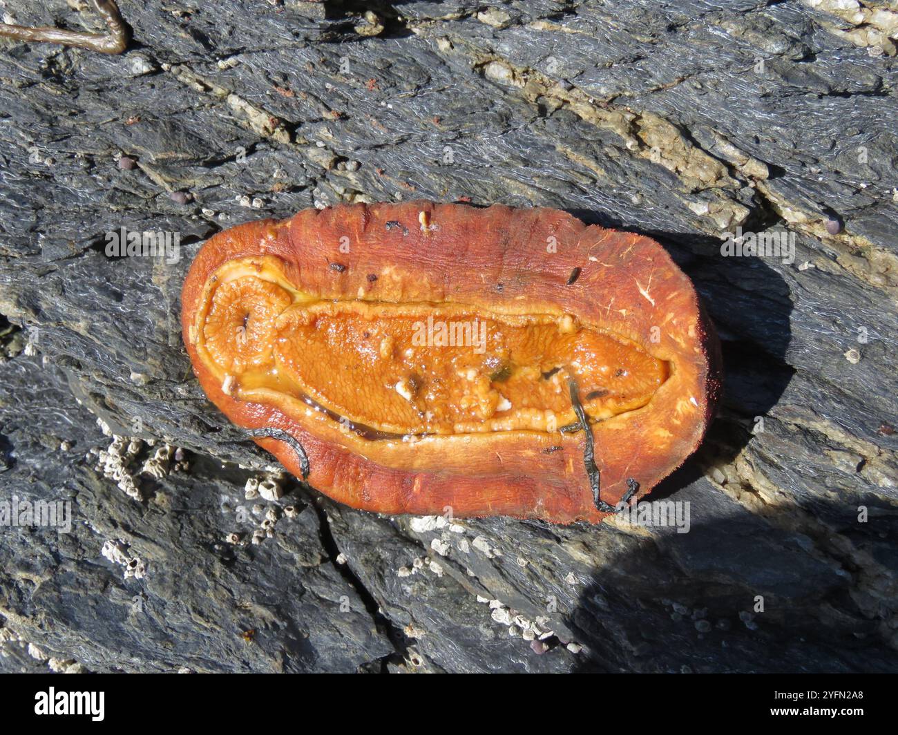 Gumboot chiton hi-res stock photography and images - Alamy