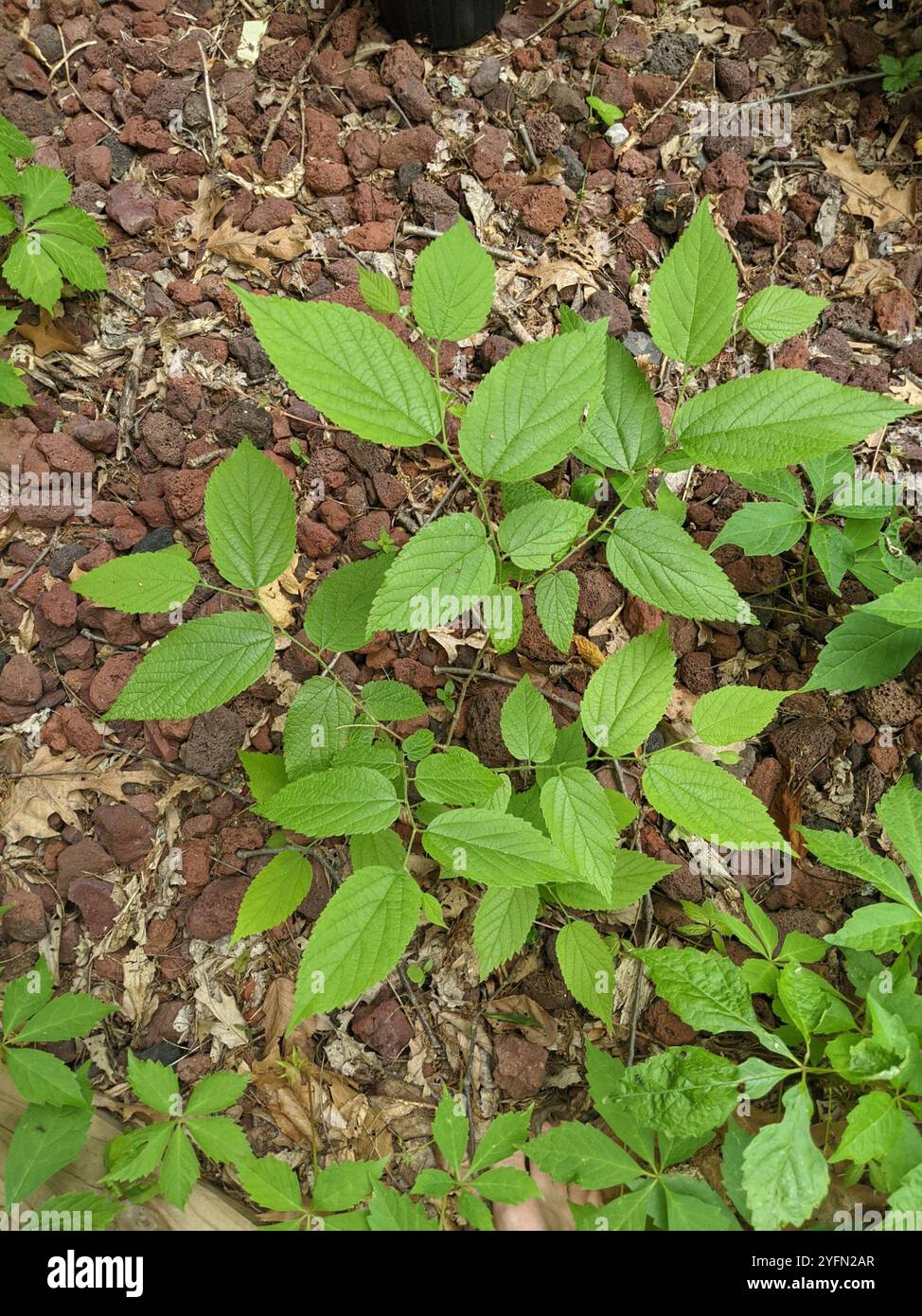 common hackberry (Celtis occidentalis Stock Photo - Alamy