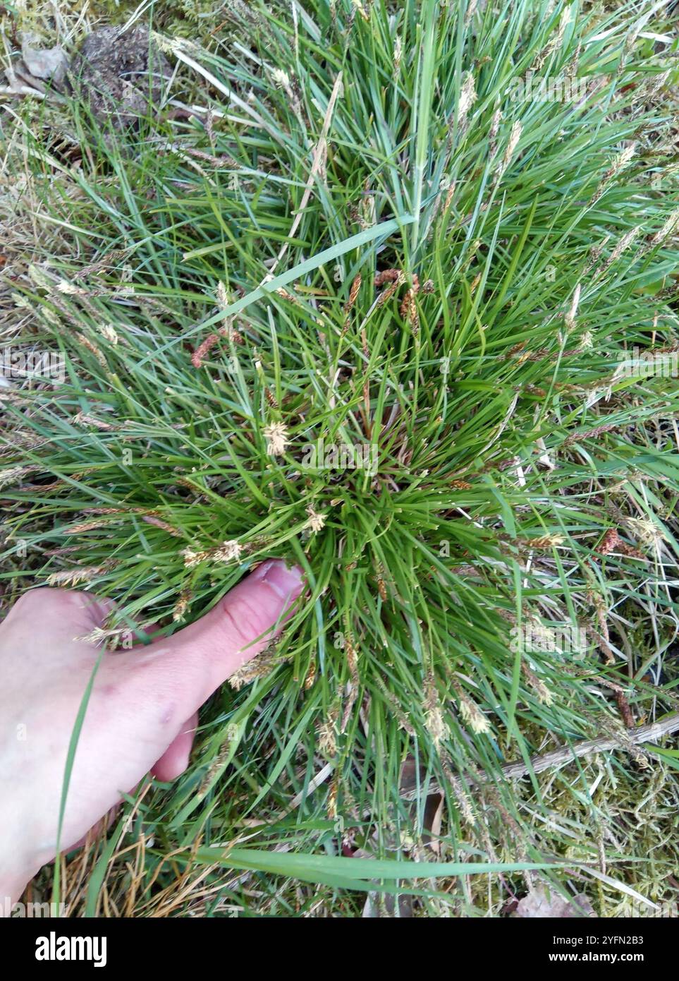 true sedges (Carex Stock Photo - Alamy