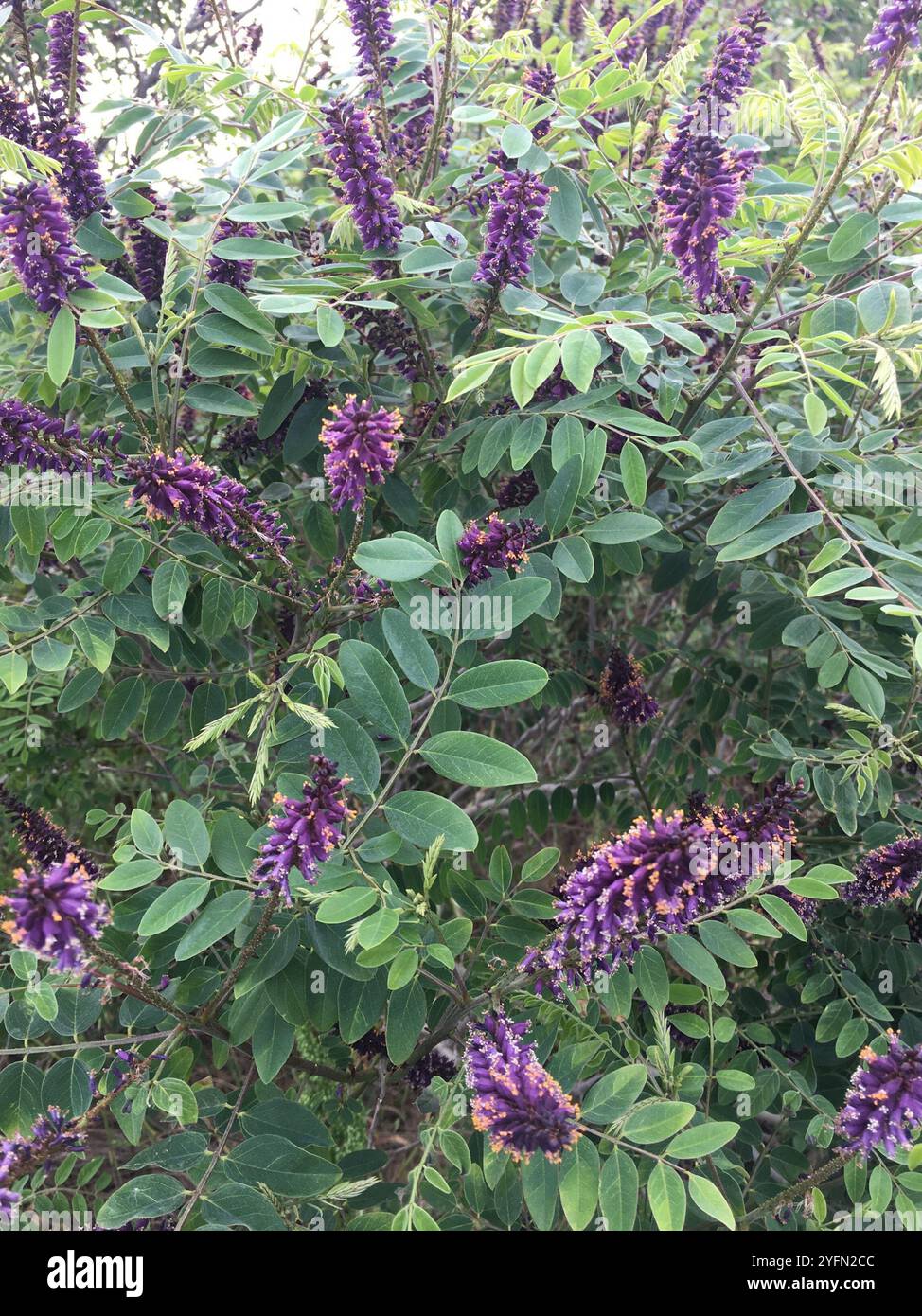 false indigo bush (Amorpha fruticosa Stock Photo - Alamy