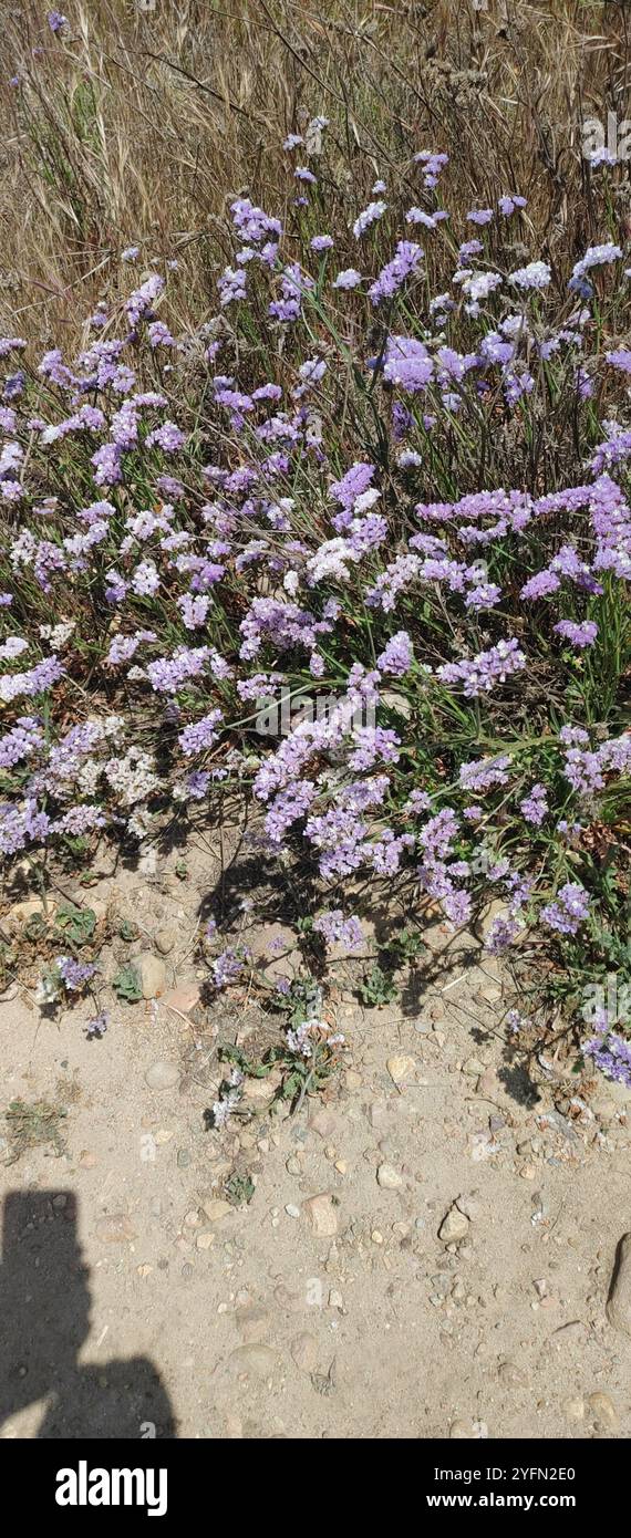 Blue statice (Limonium sinuatum Stock Photo - Alamy