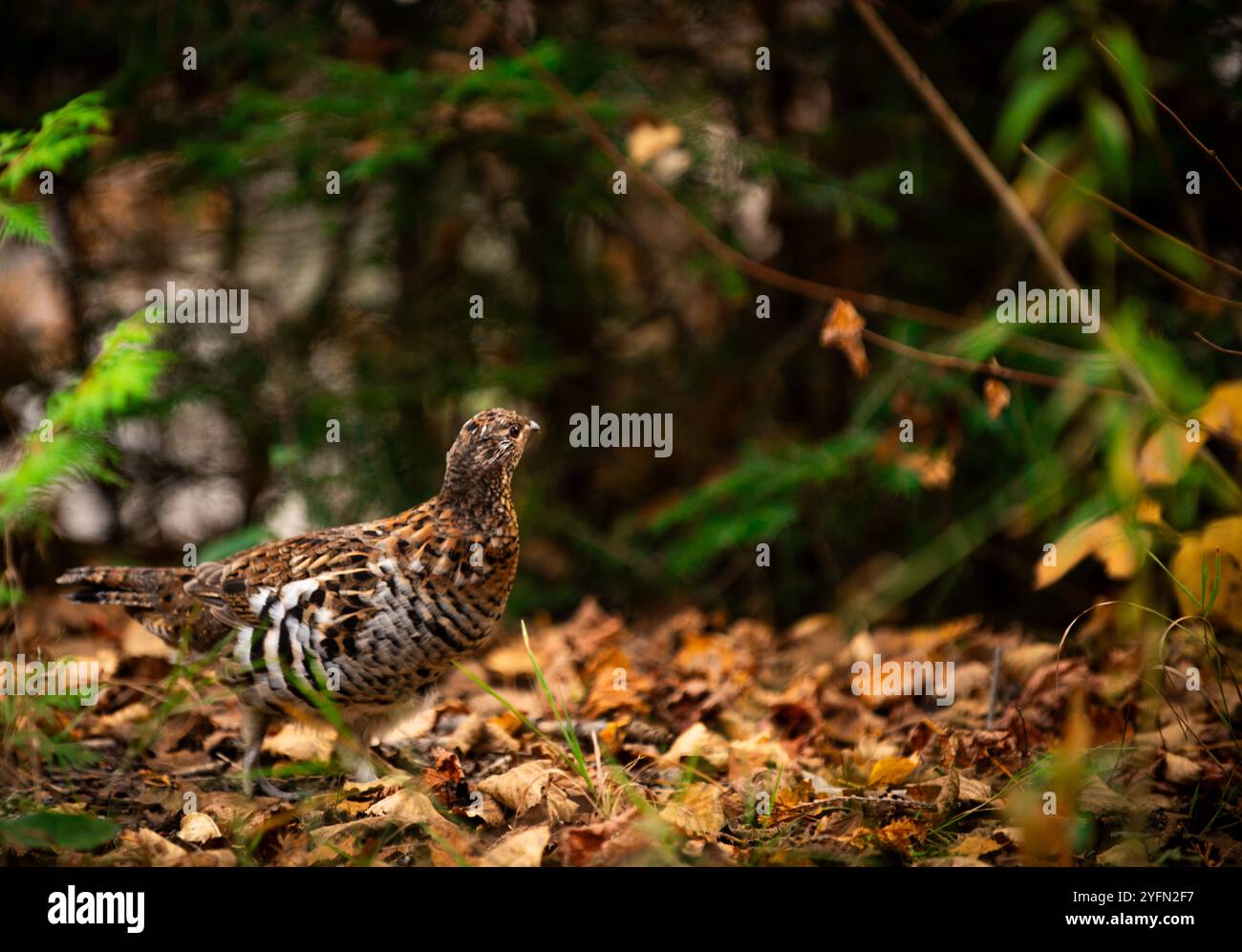 Perdrix hi-res stock photography and images - Alamy