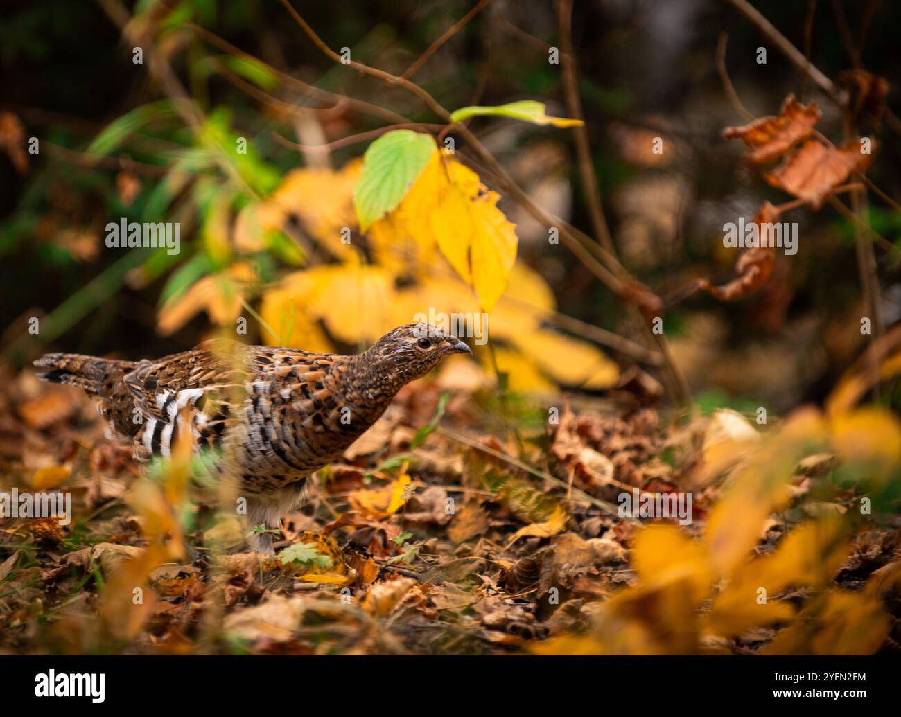 Perdrix hi-res stock photography and images - Alamy