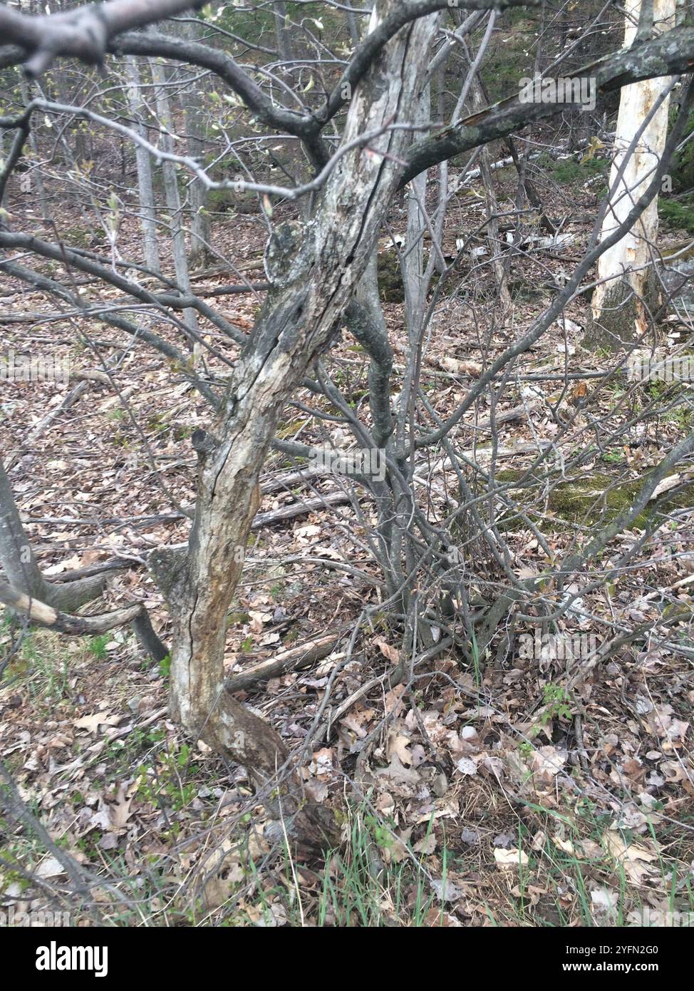 Running Serviceberry (Amelanchier stolonifera Stock Photo - Alamy