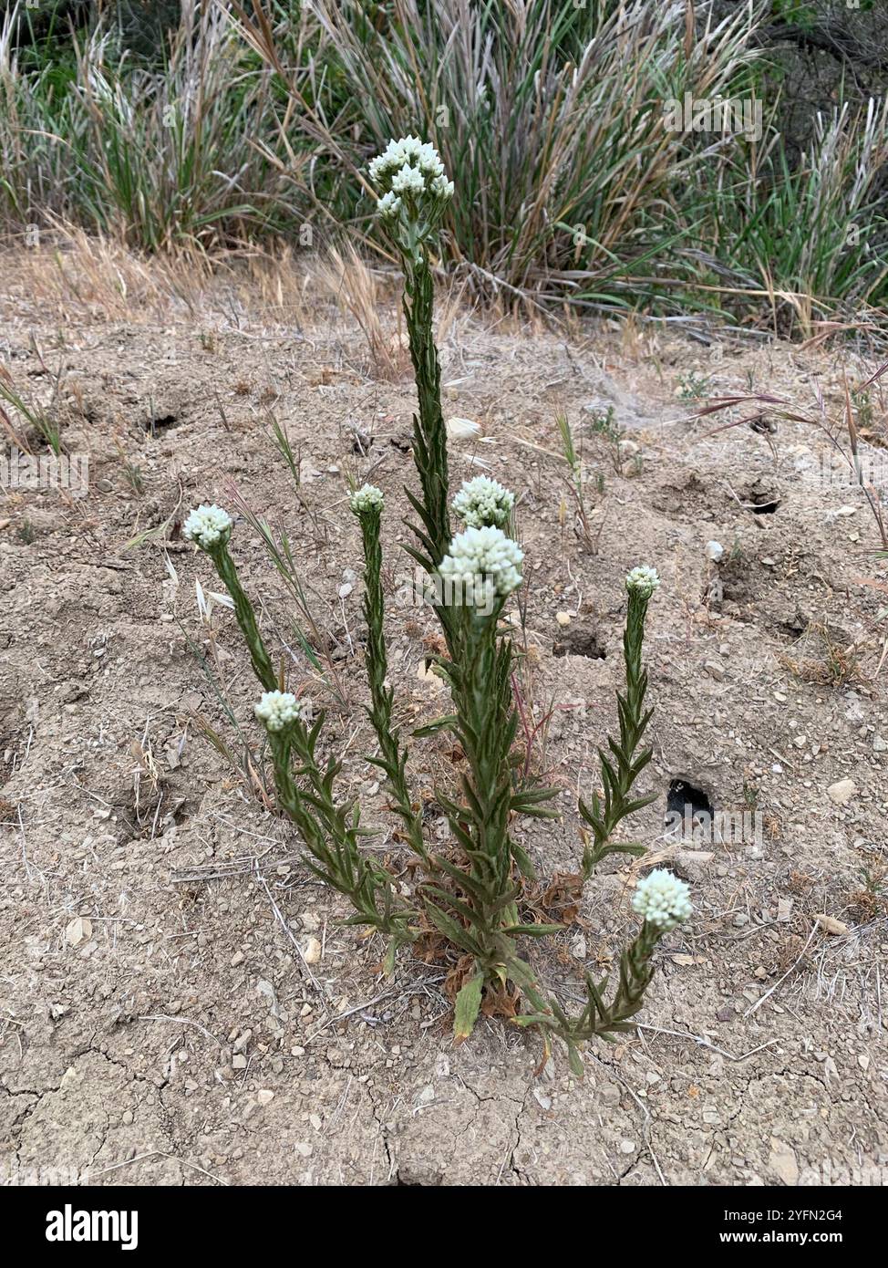 California cudweed (Pseudognaphalium californicum Stock Photo - Alamy