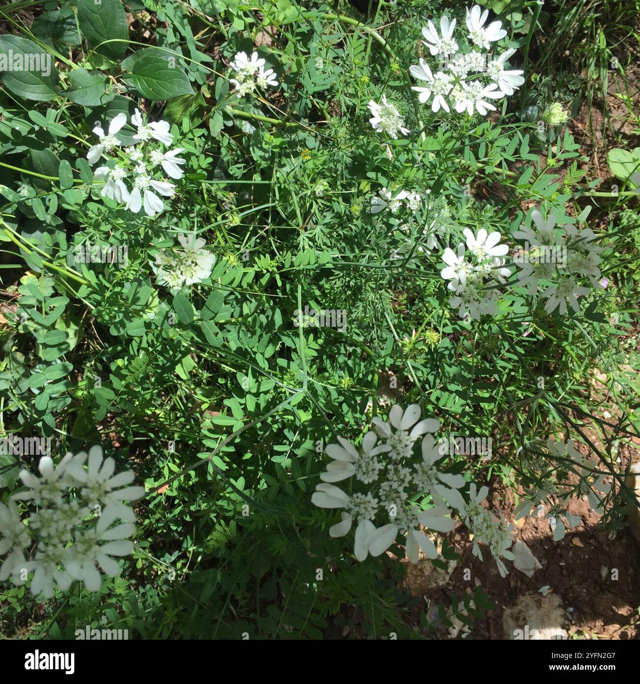 Large-flowered Orlaya (Orlaya grandiflora Stock Photo - Alamy