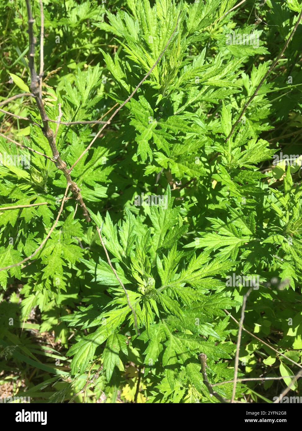 common mugwort (Artemisia vulgaris Stock Photo - Alamy