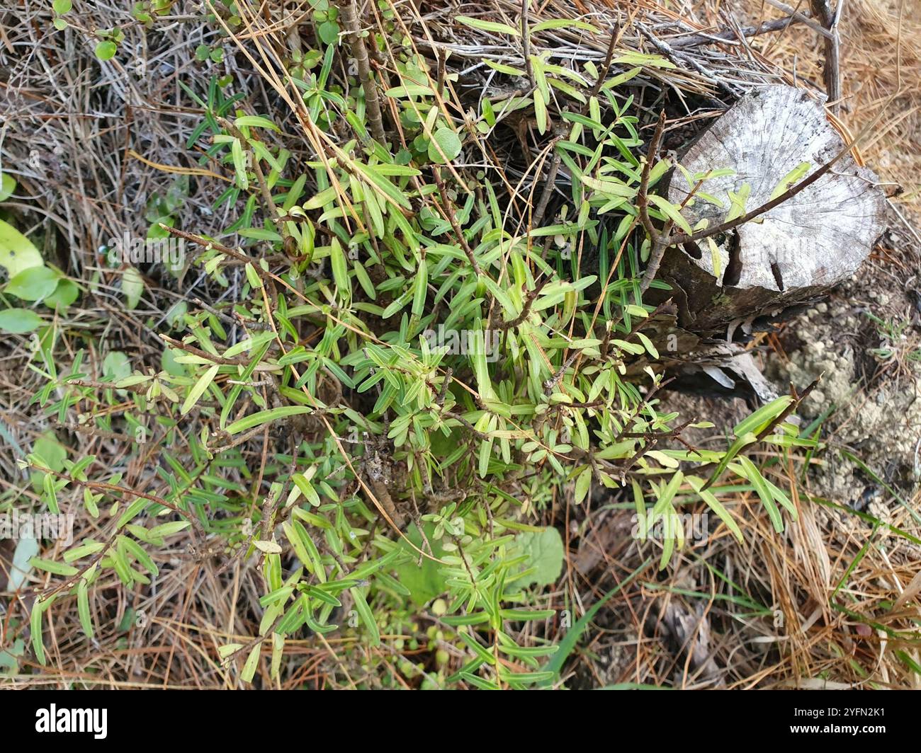 Tree Hebe (Veronica parviflora Stock Photo - Alamy