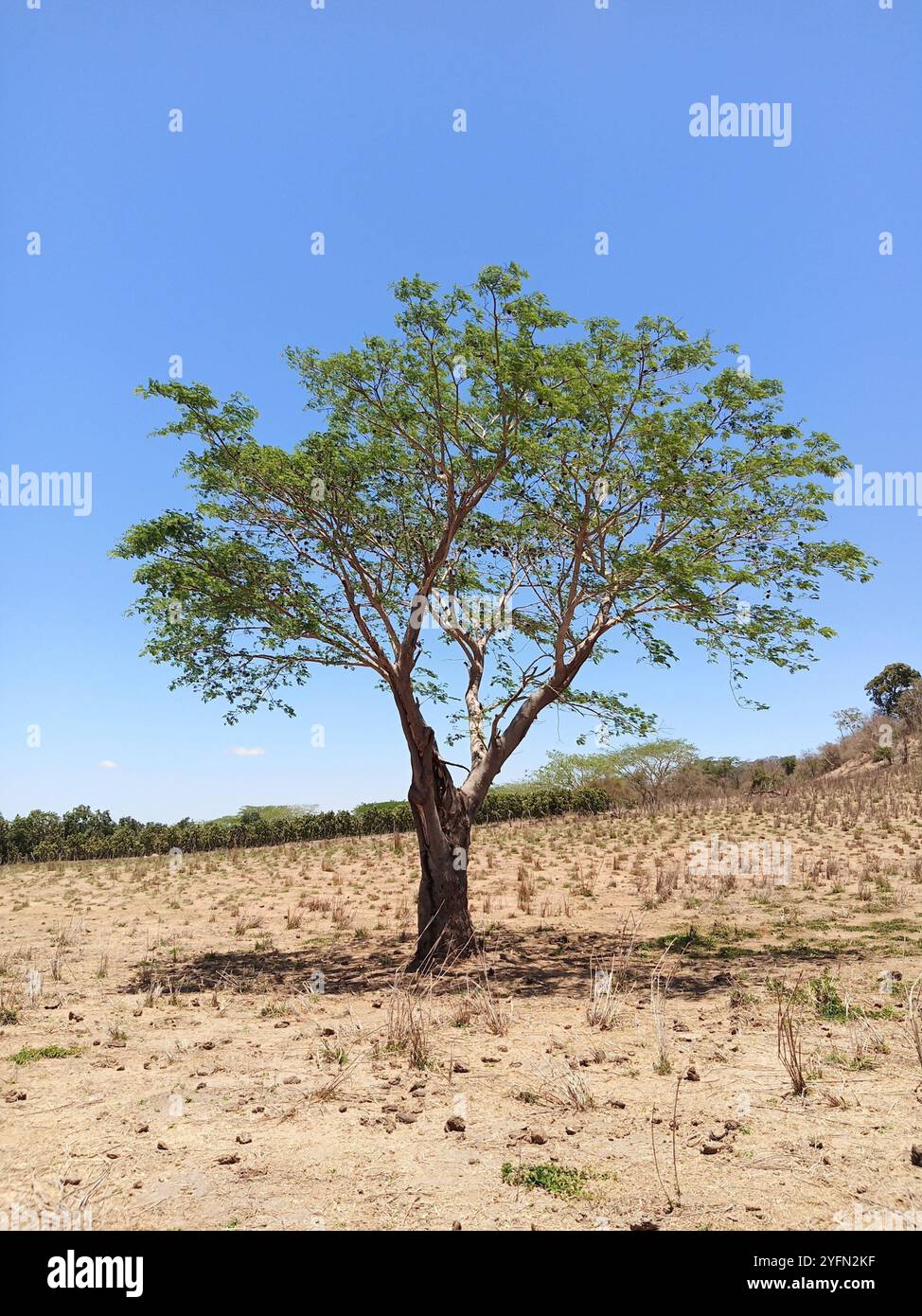 elephant ear tree (Enterolobium cyclocarpum Stock Photo - Alamy